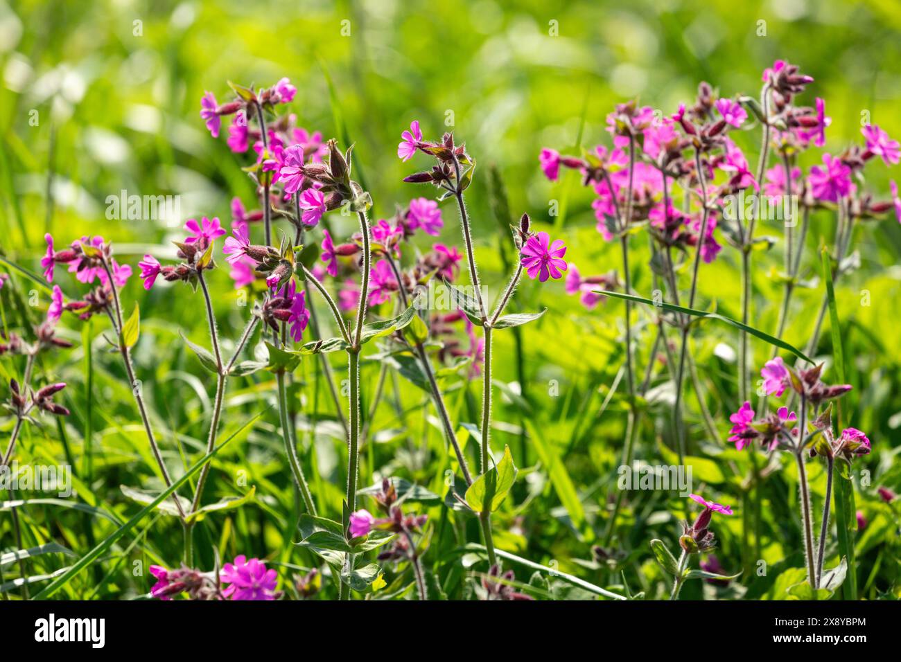 Family caryophyllaceae hi-res stock photography and images - Alamy