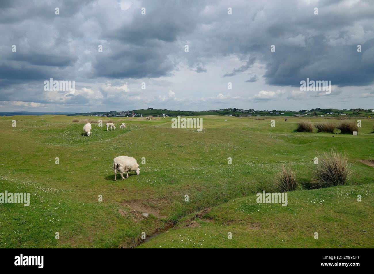 northam burrows country park golf course, north devon, england Stock ...