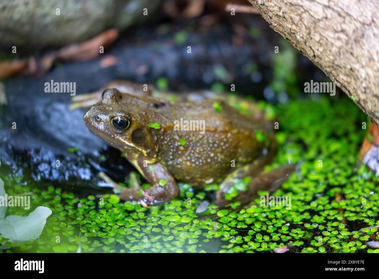 One ponds in gardens hi-res stock photography and images - Alamy