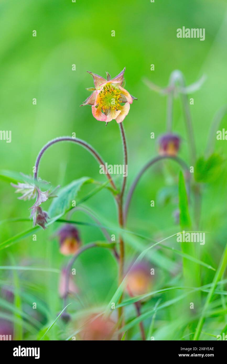 Geum rivale, the water avens wildflower Stock Photo - Alamy