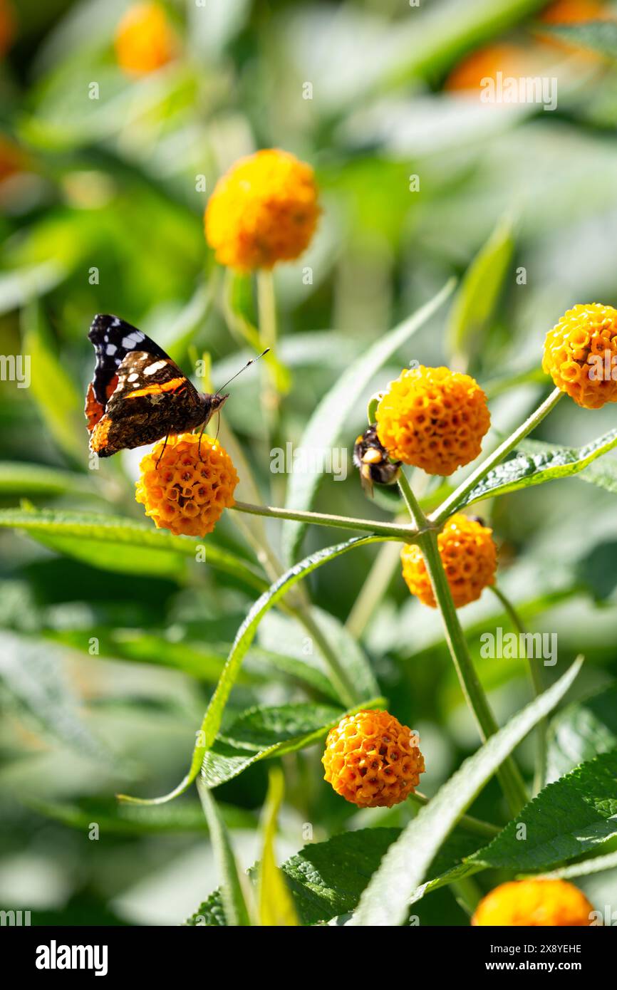 The Buddleia globosa ( Golden Ball ) with a red admiral butterfly in a ...