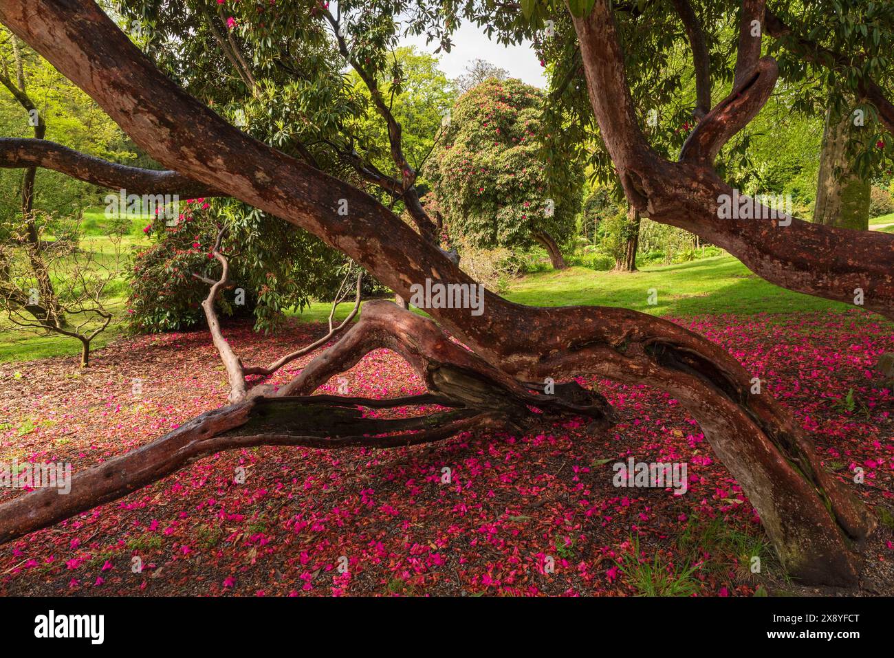 Republic of Ireland, County Wicklow, Kilmacurragh, National Botanic ...
