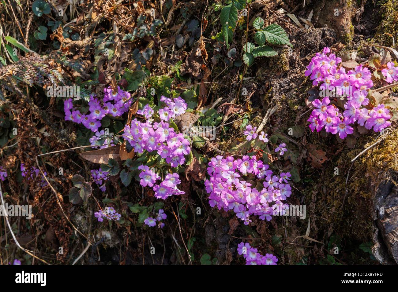Nepal, Himalaya, Singalila National Park, Primrose ( Primula boothii ...