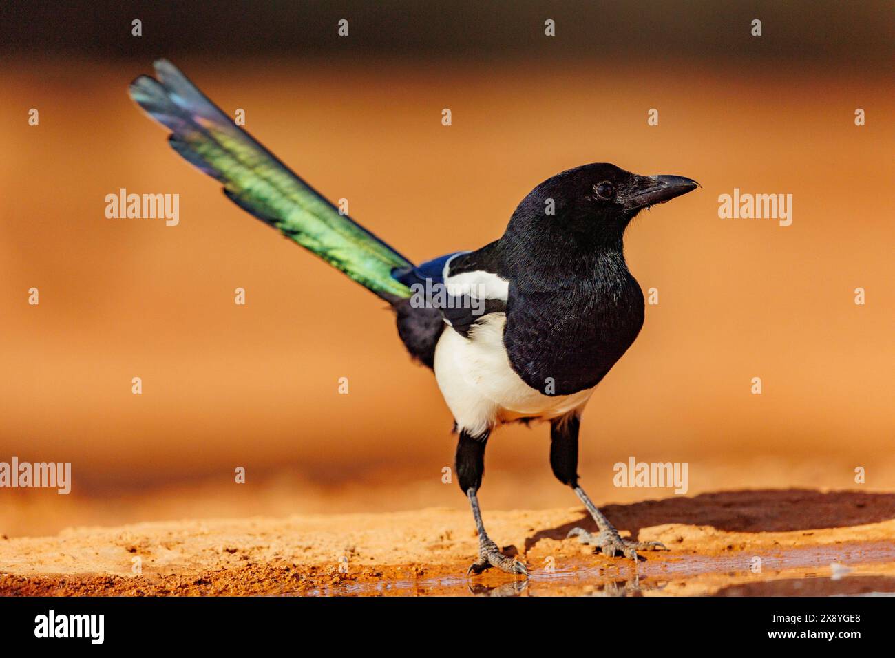 Spain, Castilla, Penalajo, European Magpie (Pica pica), on the ground ...