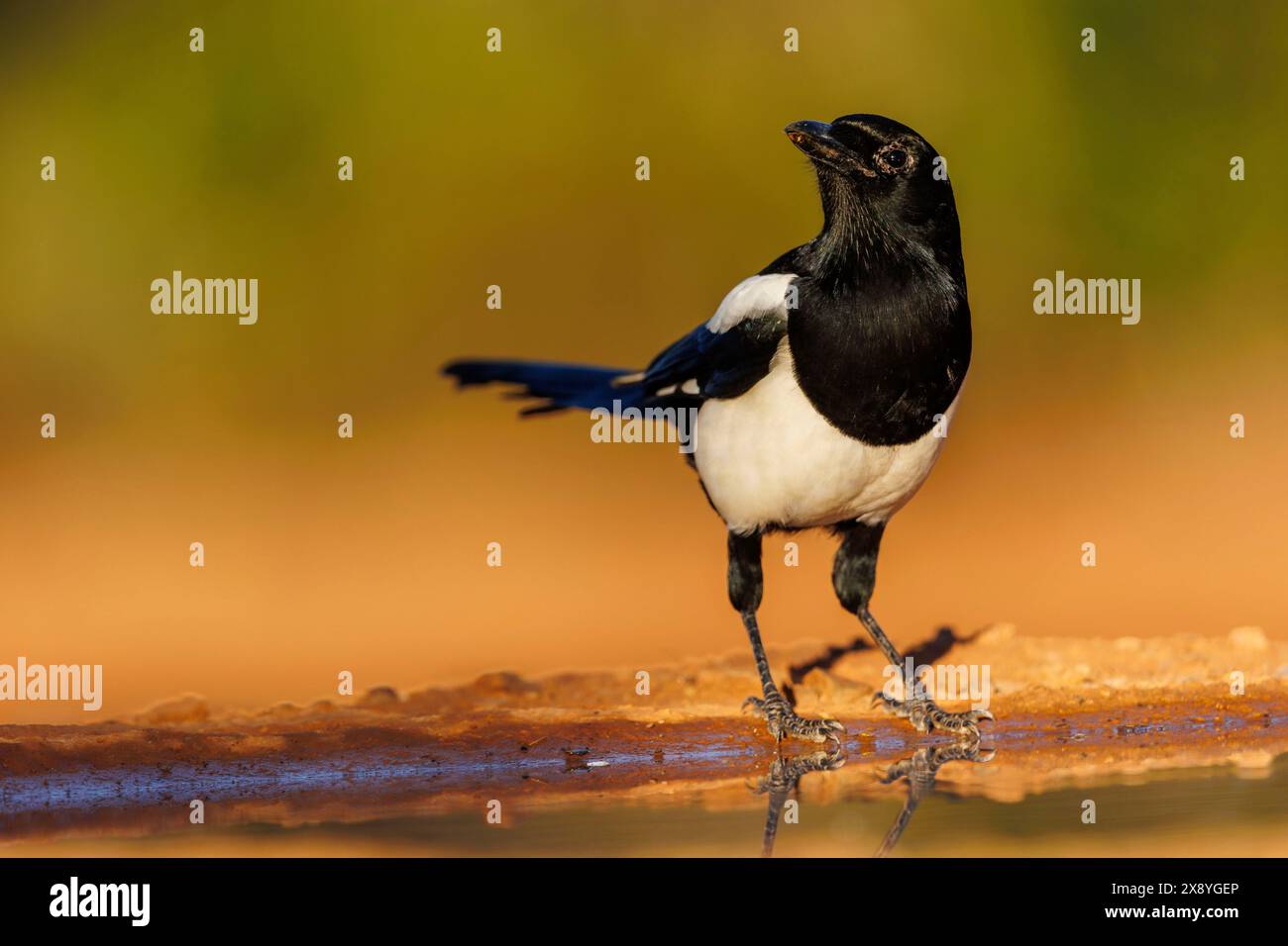 Spain, Castilla, Penalajo, European Magpie (Pica pica), on the ground ...
