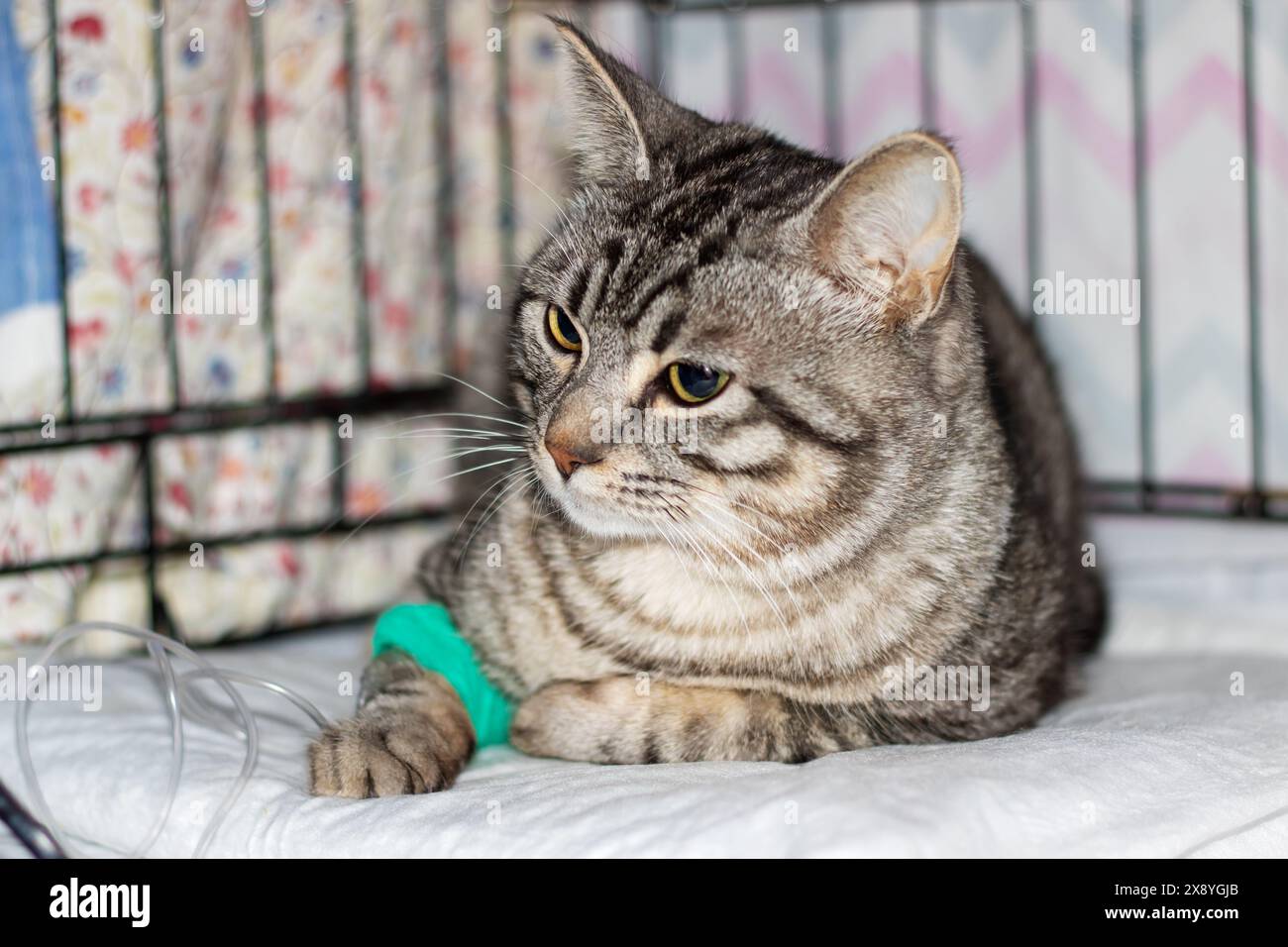 Sad gray cat with catheter on paw close up Stock Photo - Alamy