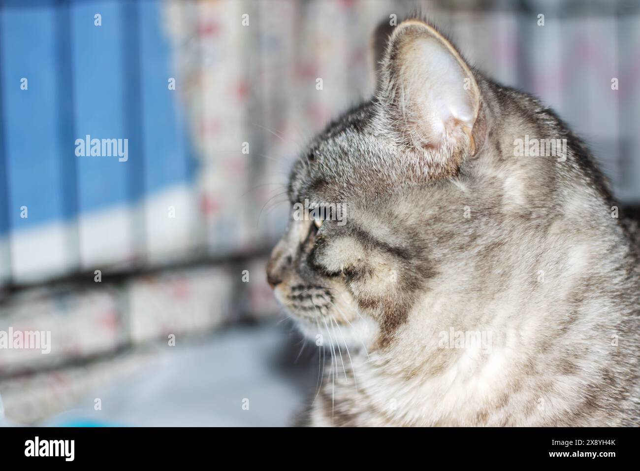 Sad gray cat with catheter on paw close up Stock Photo - Alamy