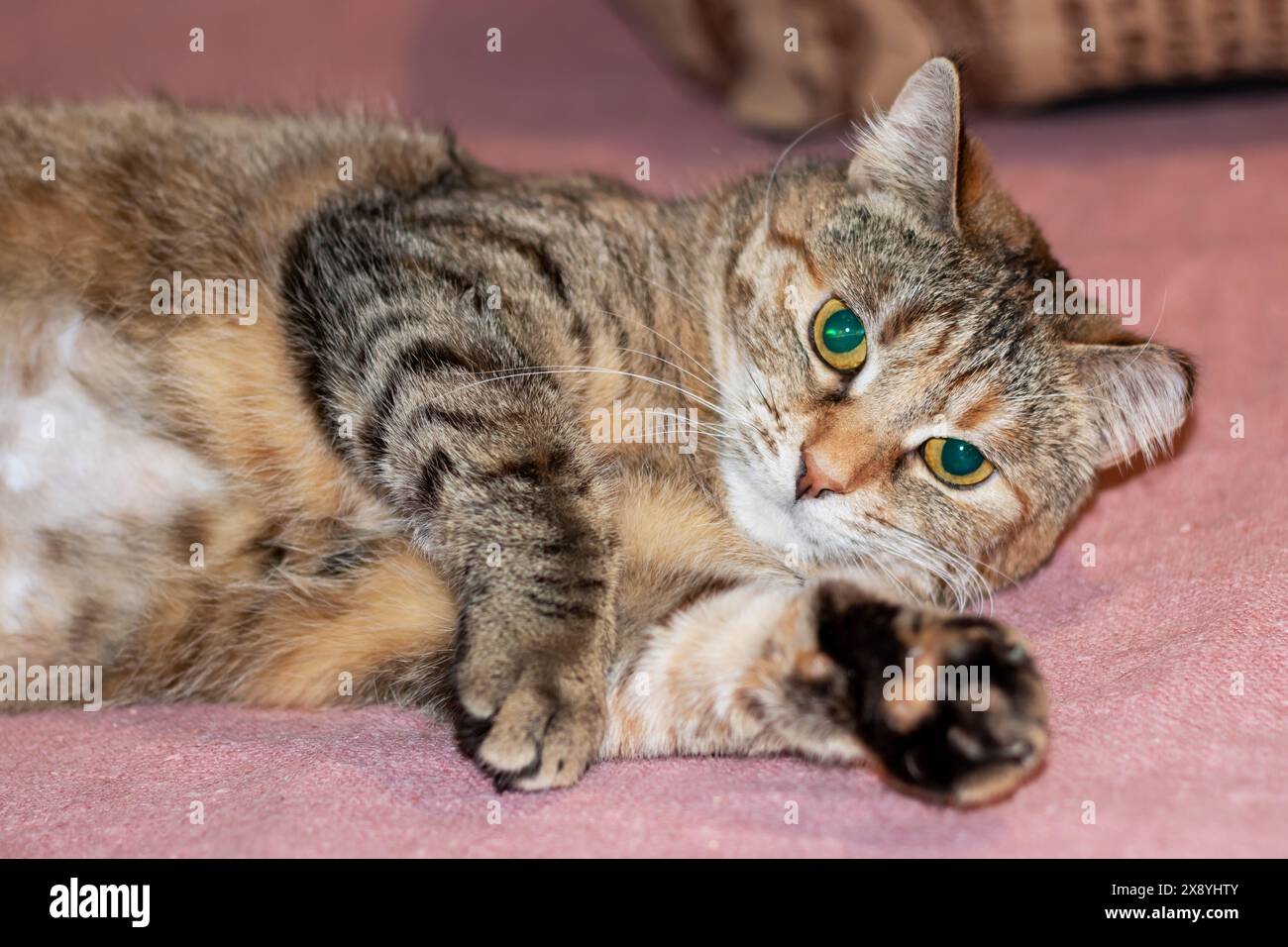 Terrestrial habits hi-res stock photography and images - Alamy