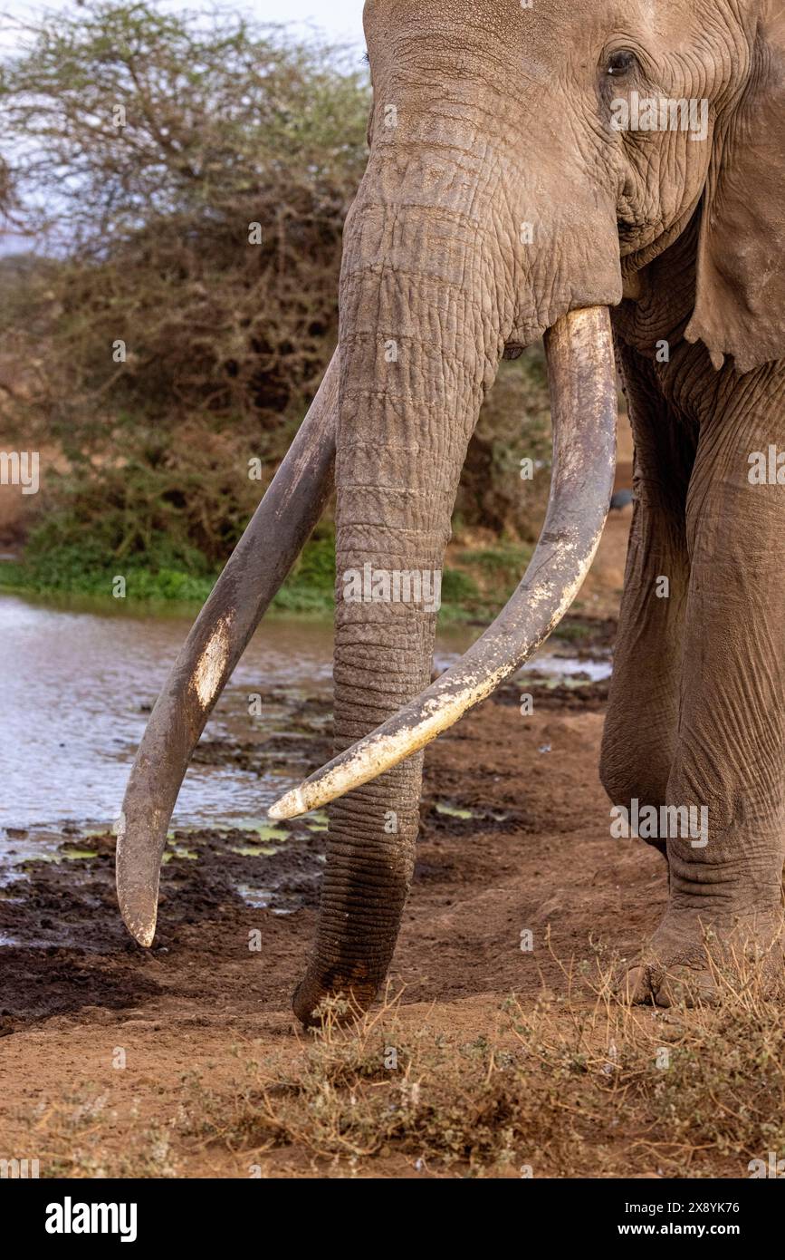 Kenya, Amboseli national park, african elephant (Loxodonta africana), a ...