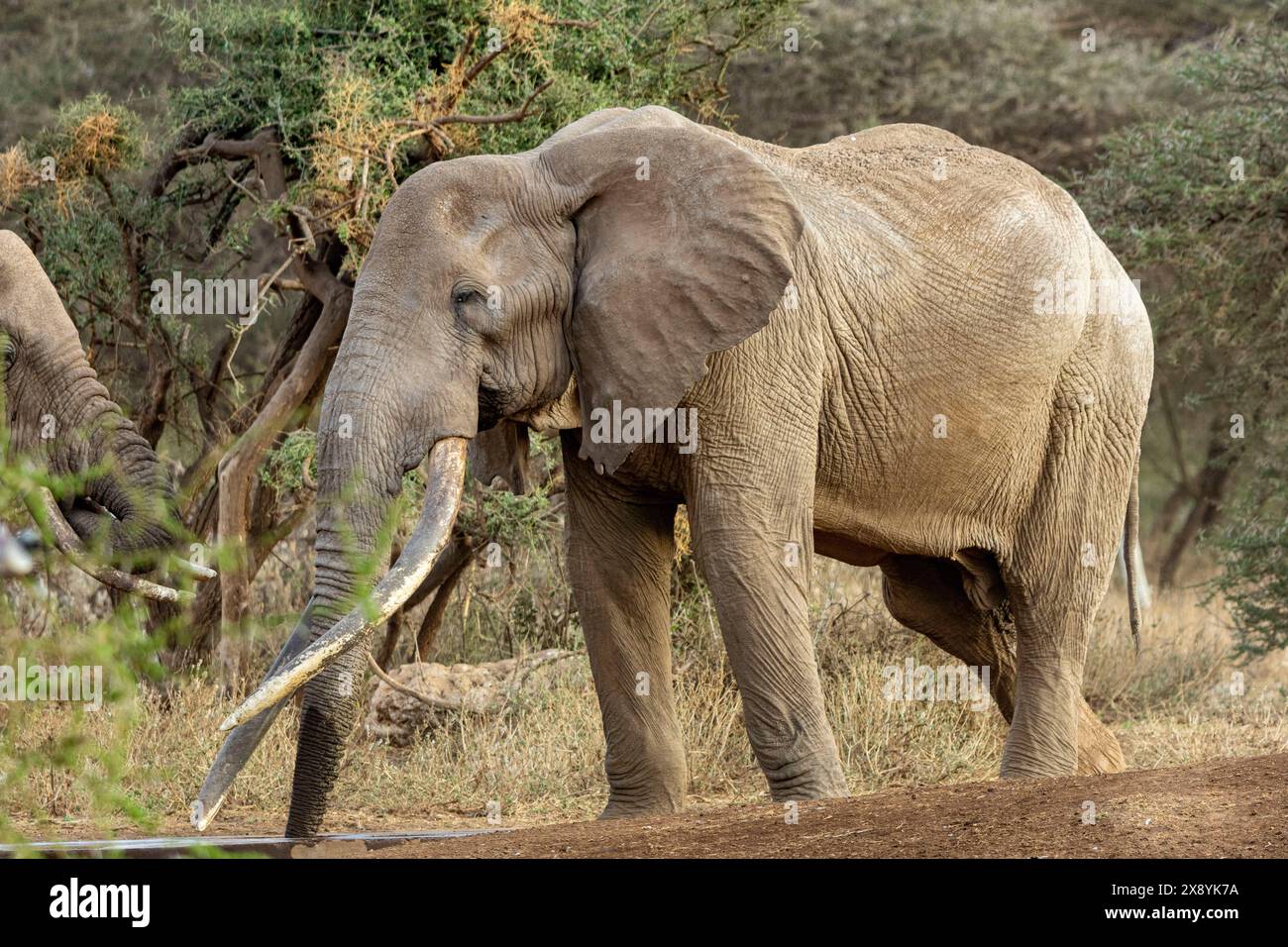Kenya, Amboseli national park, african elephant (Loxodonta africana), a ...