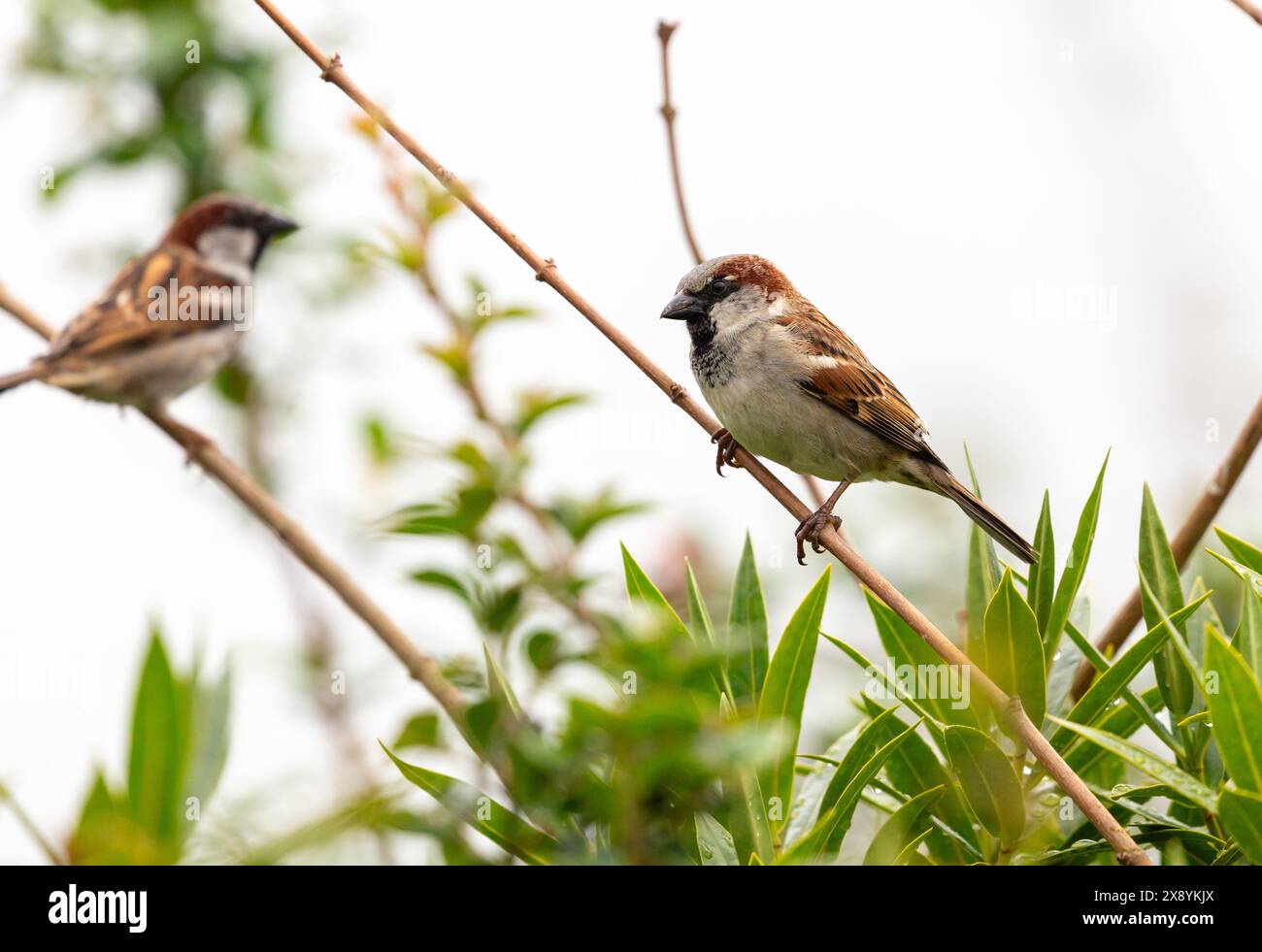 House sparrow on branch in hi-res stock photography and images - Alamy