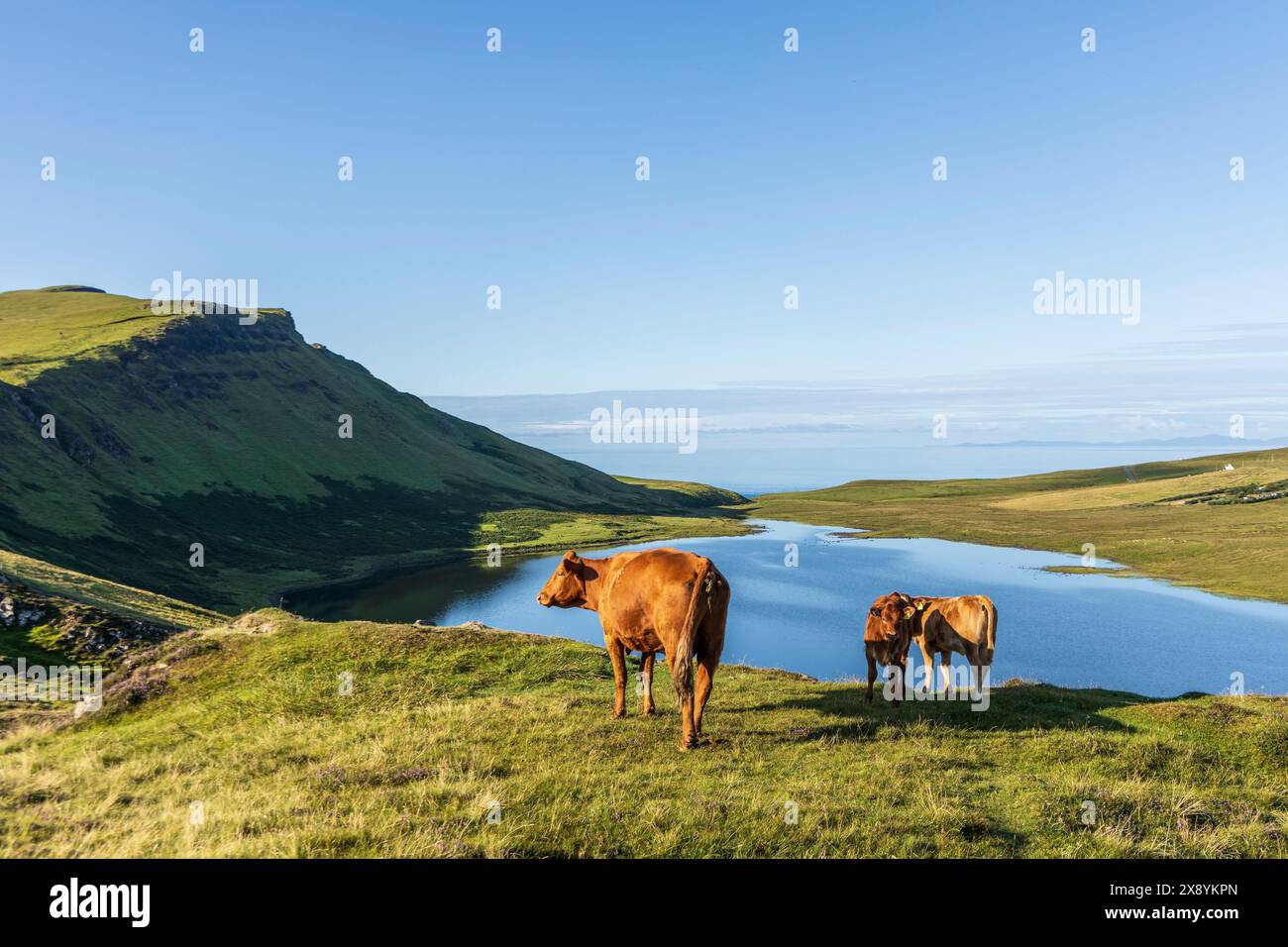United Kingdom, Scotland, Highlands, Isle of Skye, cow and calves over ...