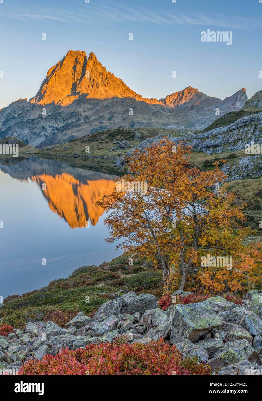 Ayous tree hi-res stock photography and images - Alamy