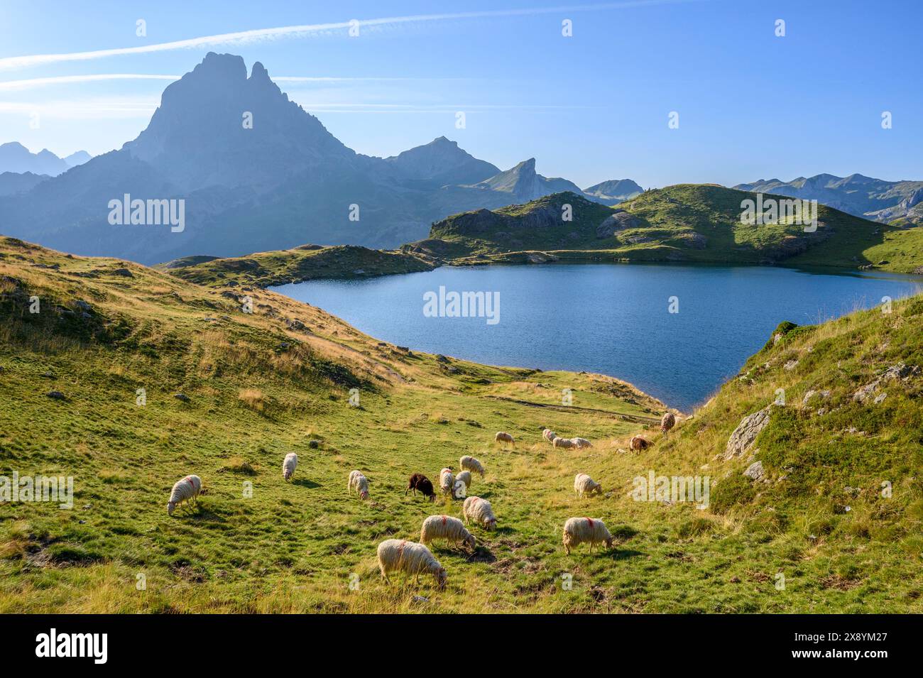 France, Pyrenees Atlantiques, Bearn, flock of sheep with a view of lake ...