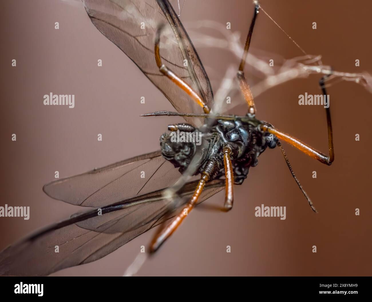 Entrapped hi-res stock photography and images - Alamy