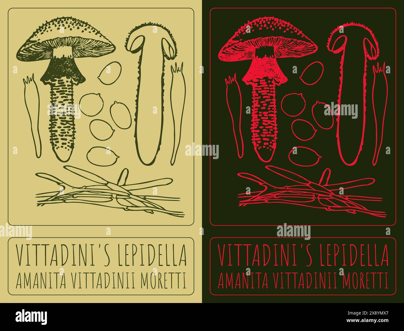 Vector drawing VITTADINI'S LEPIDELLA. Hand drawn illustration. The ...