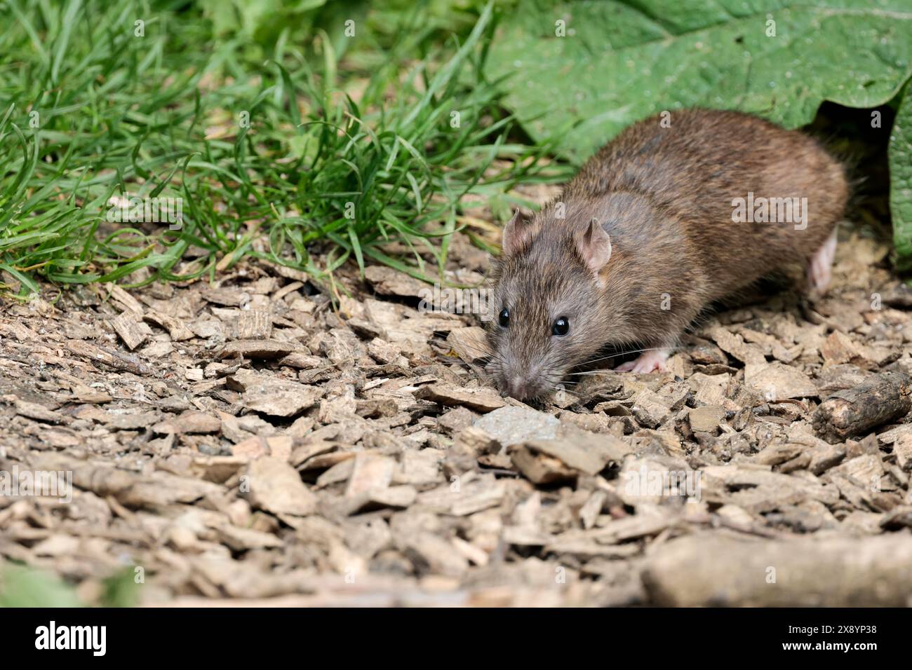 Long tapering scaly tail hi-res stock photography and images - Alamy