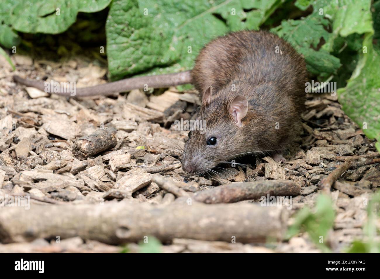 rat brown rattus norvegicus, long tapering scaly tail small ears grey ...
