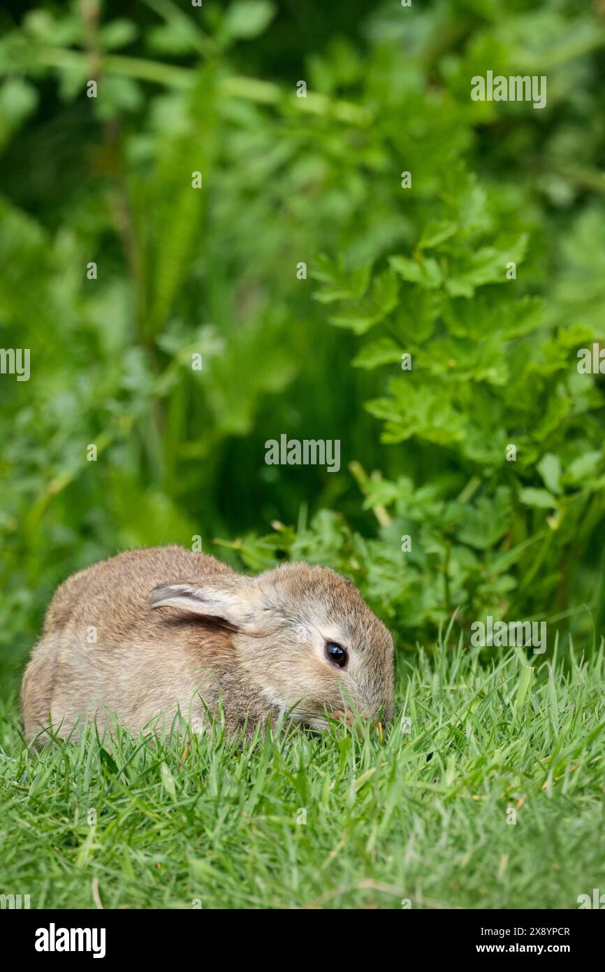 rabbit oryctolagus cunniculus, young rabbit grazing long ears swept ...