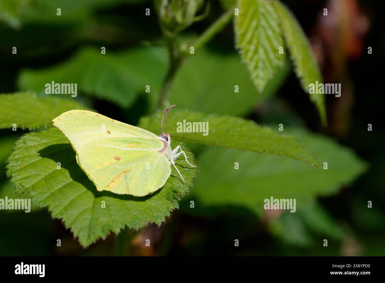 Veiny wings hi-res stock photography and images - Alamy