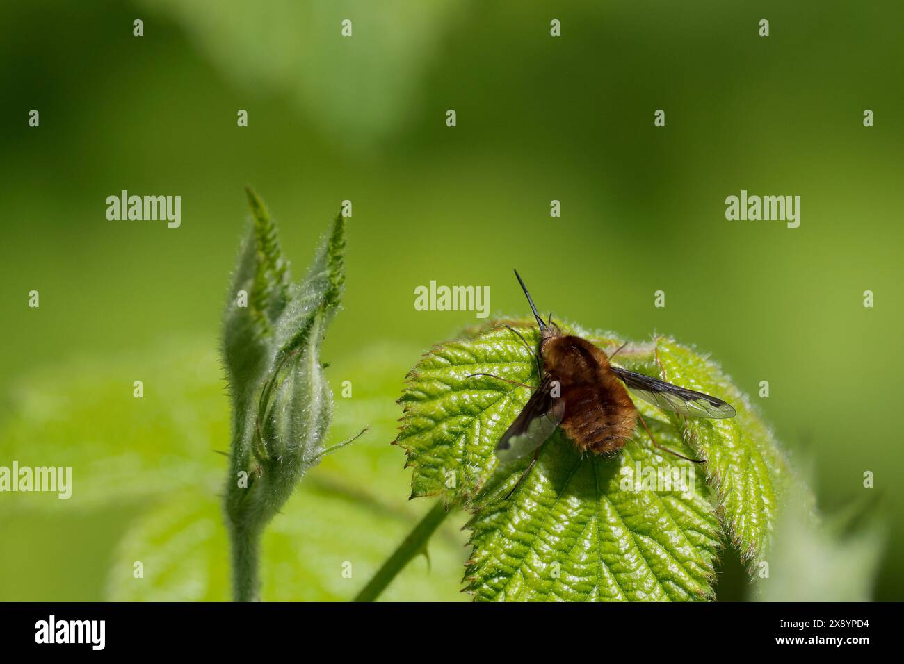 dark edged bee fly bombyliidae, on nettle fluffy yellow brown hairy ...
