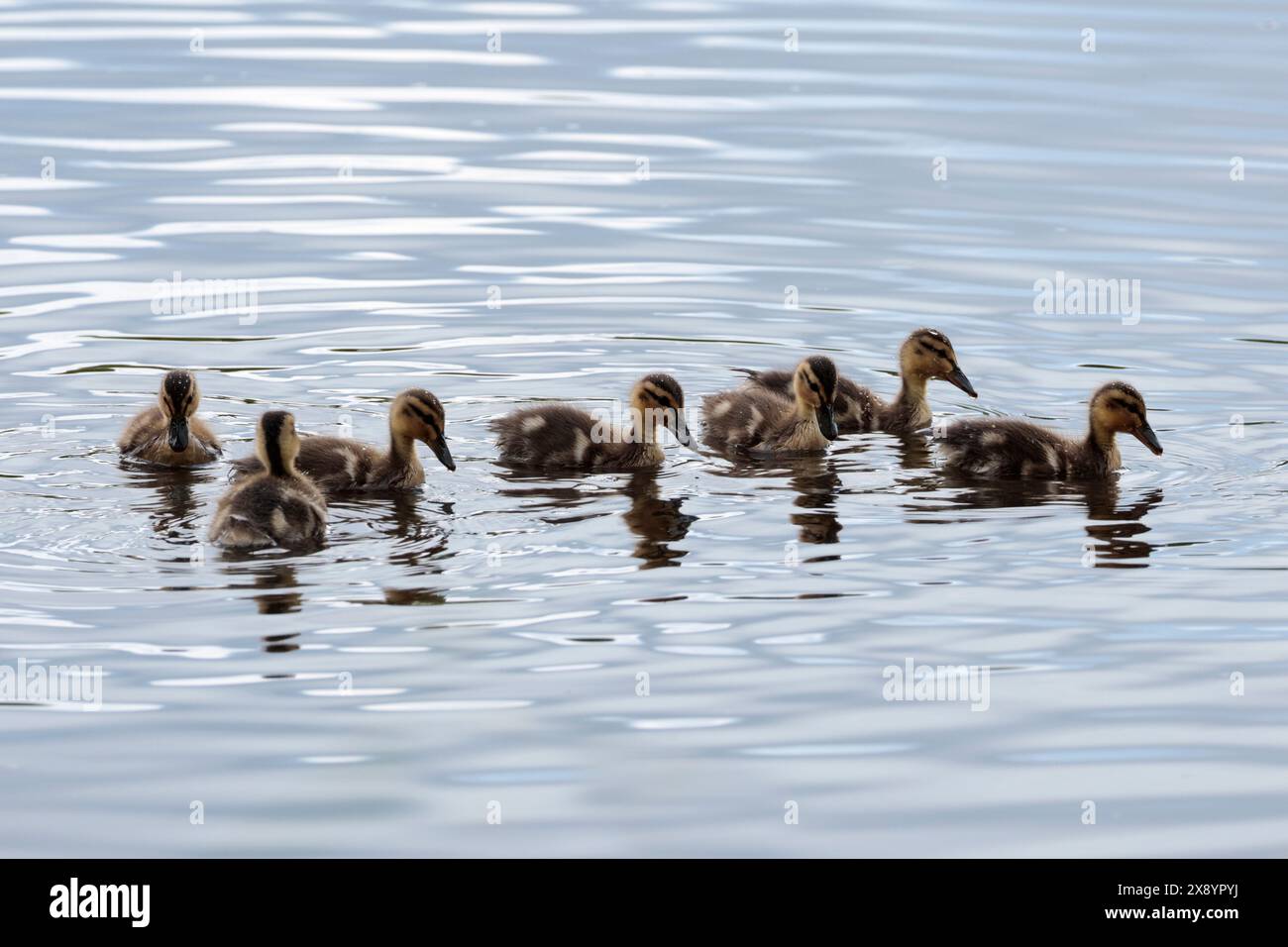 mallard ducklings on pond anas platyrhynchos, small fluffy pale yellow ...