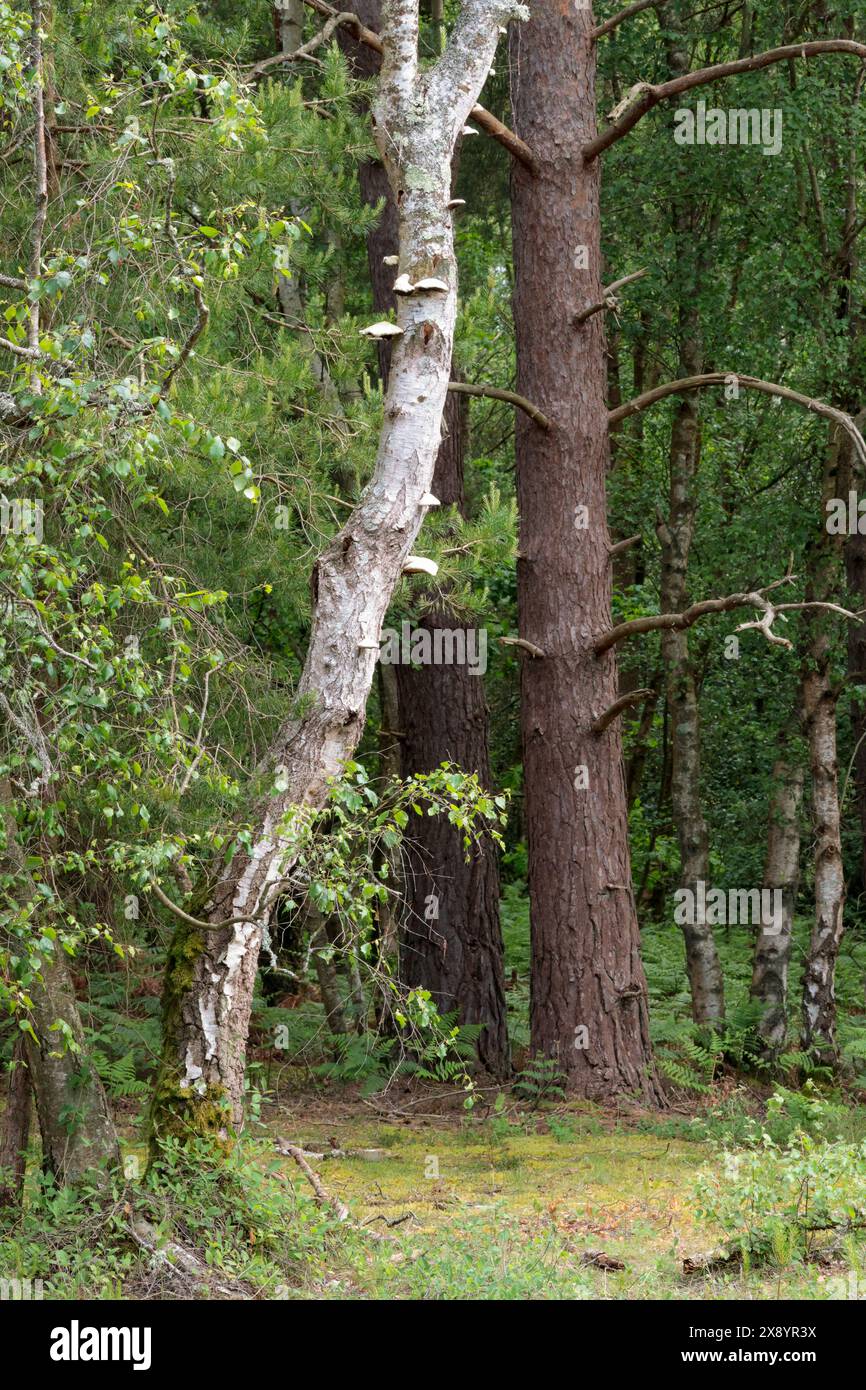 Various trees in forest near pathway hi-res stock photography and images - Alamy