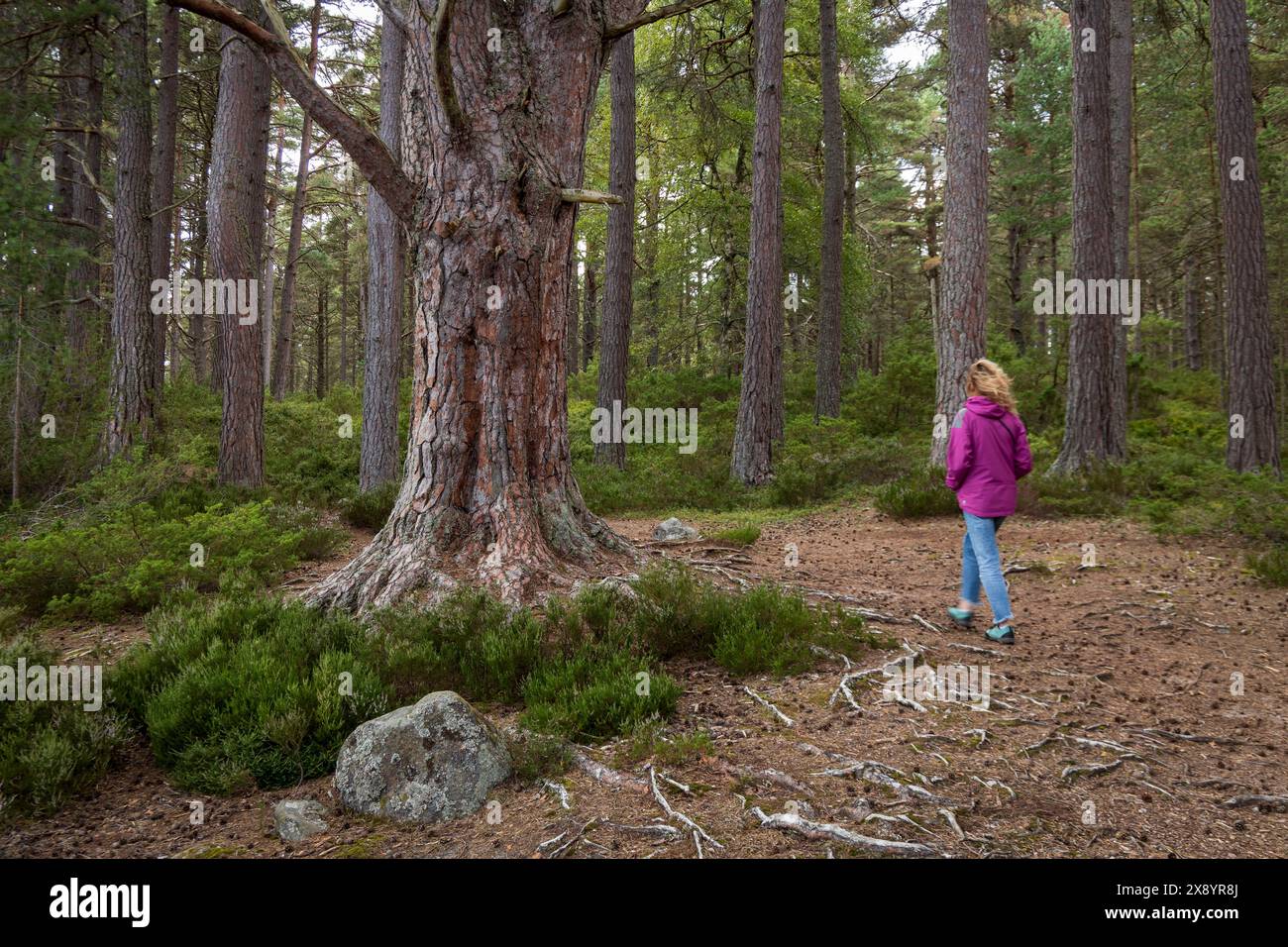 Scotland, Highlands, Cairngorms National Park, Nethy Bridge, Loch ...