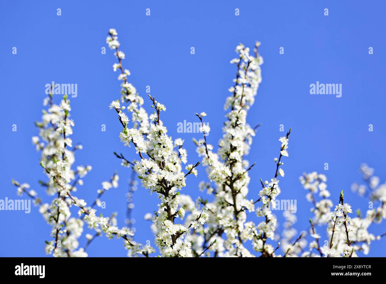 France, Meurthe et Moselle, Rozelieures, Mirabellier orchards in flower ...