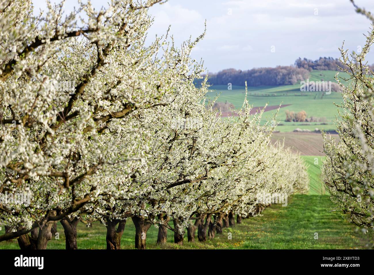 France, Meurthe et Moselle, Rozelieures, Mirabellier orchards in flower ...