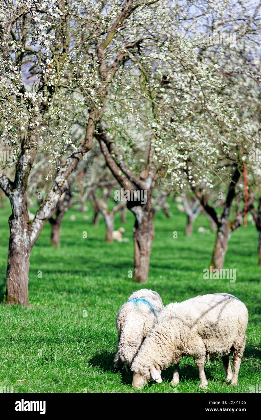 France, Meurthe et Moselle, Rozelieures, Mirabellier orchards in flower ...