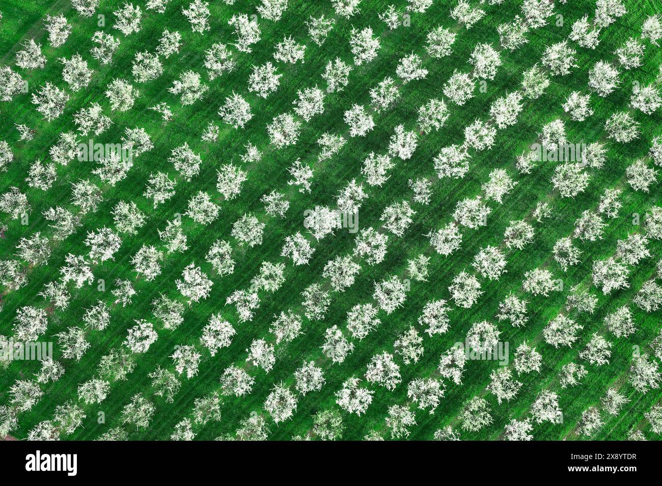 France, Meurthe et Moselle, Rozelieures, Mirabellier orchards in flower ...