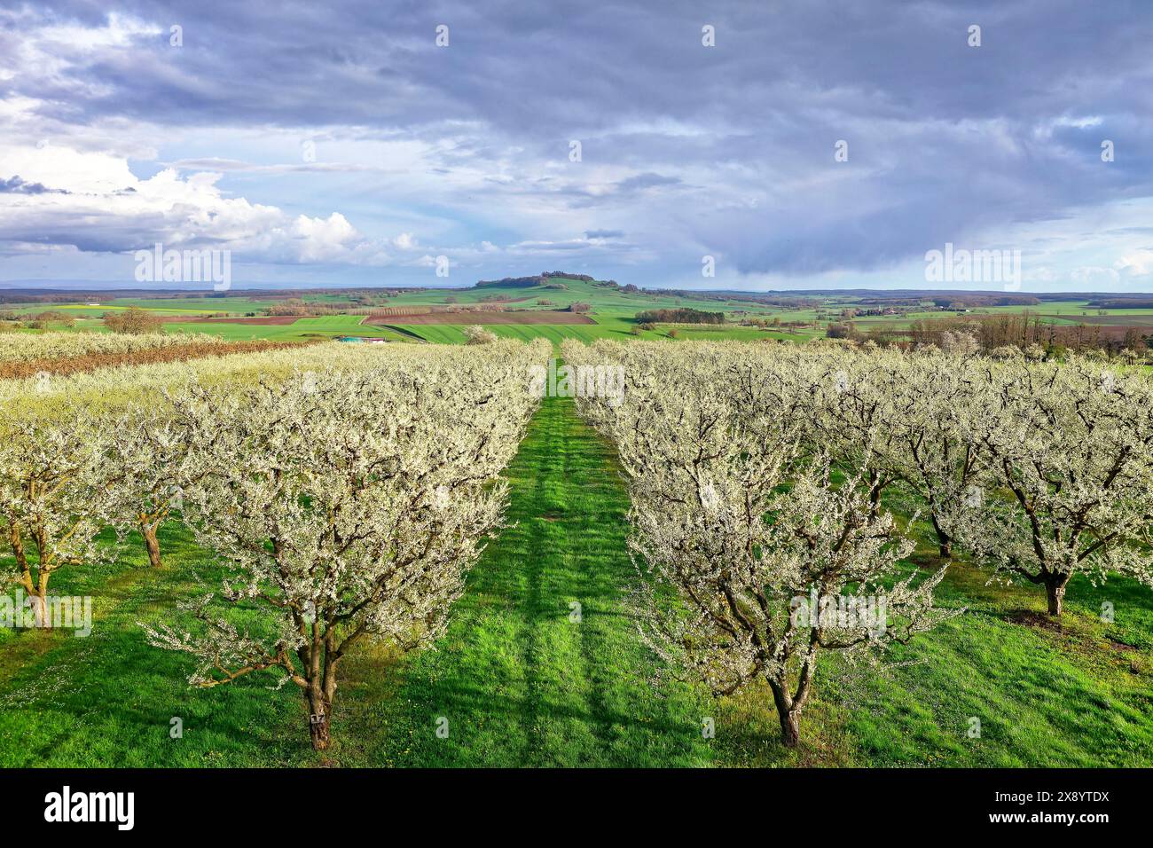 France, Meurthe et Moselle, Rozelieures, Mirabellier orchards in flower ...