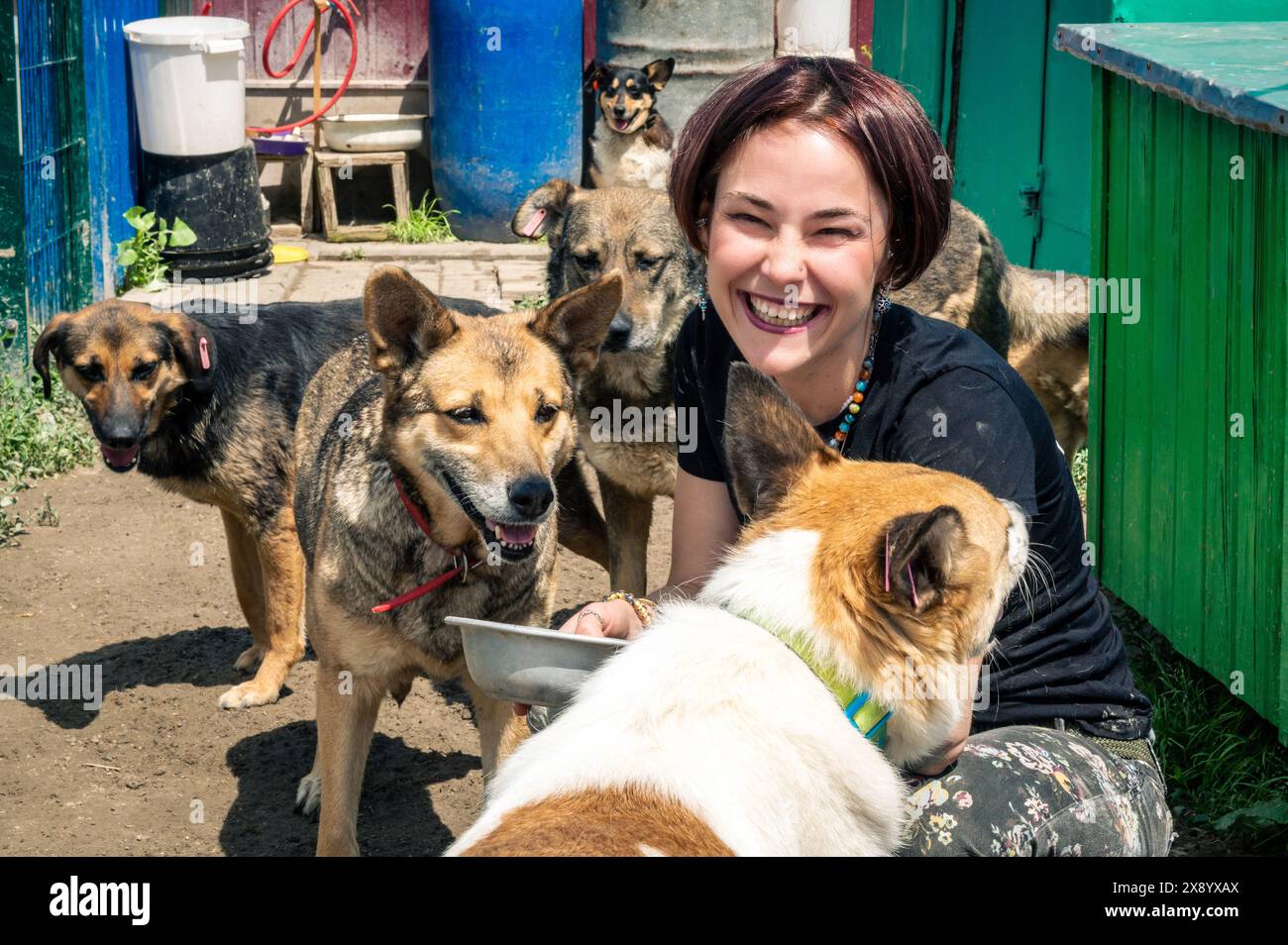 Dog at the shelter. Animal shelter volunteer takes care of dogs. Lonely dogs in cage with ...