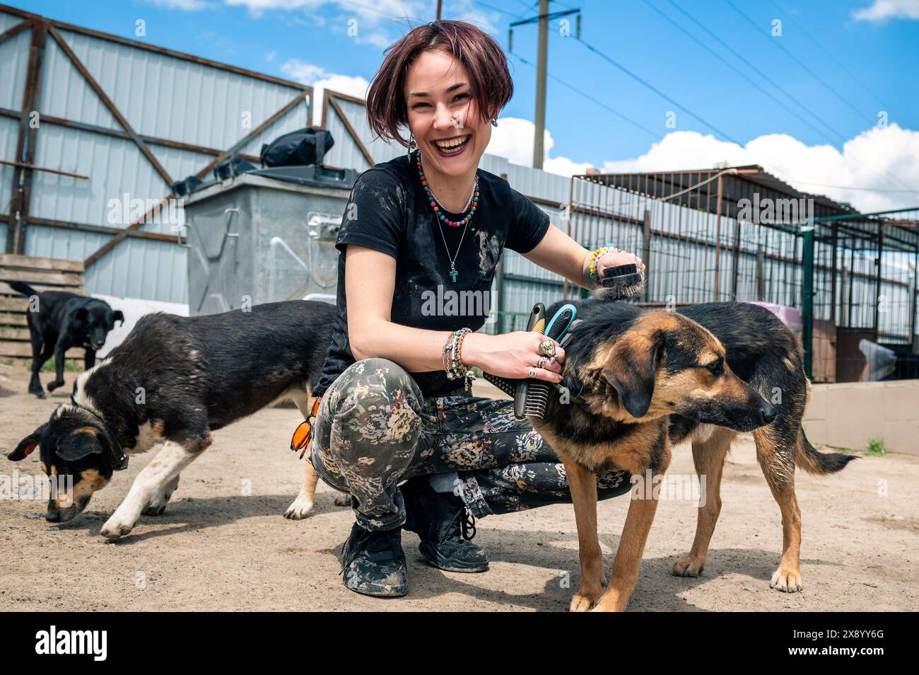 Dog at the shelter. Animal shelter volunteer takes care of dogs. Lonely dogs in cage with ...
