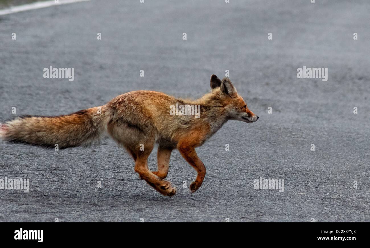 Himalaya red fox hi-res stock photography and images - Alamy