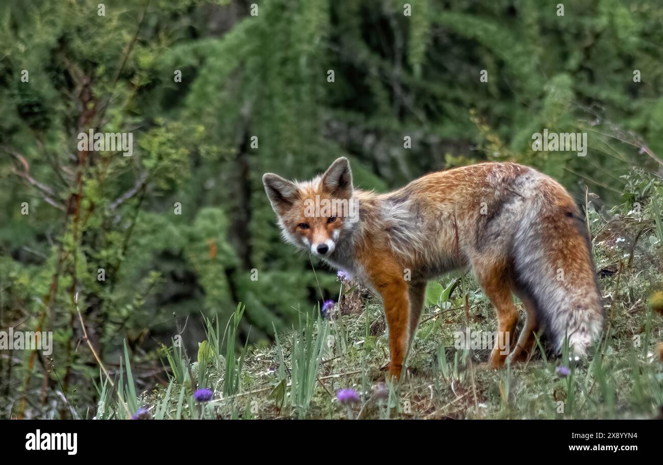 Himalaya red fox hi-res stock photography and images - Alamy