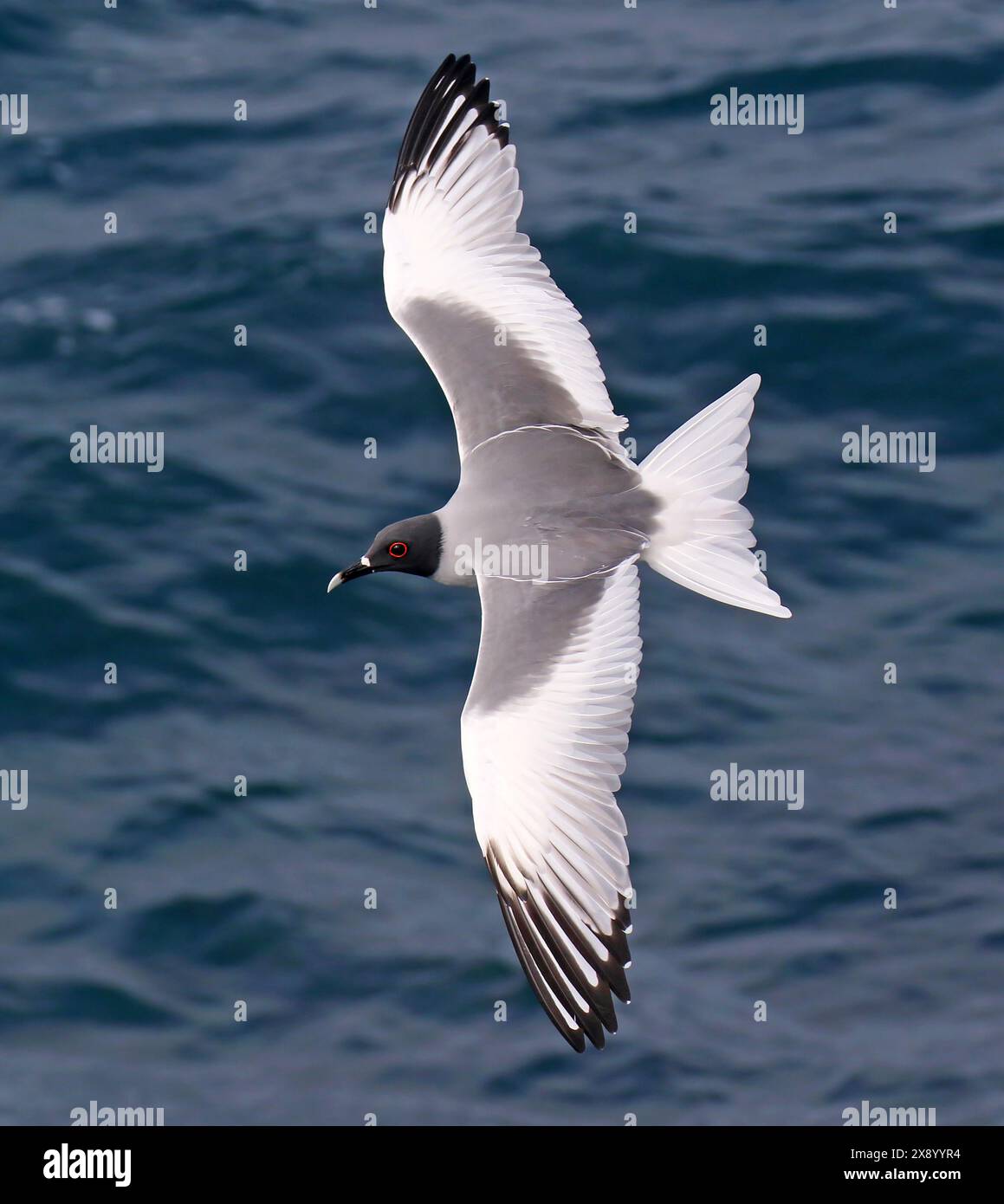 Swallow-tailed Gull (Creagrus furcatus), in flight over the sea, Ecuador, Galapagos Islands ...