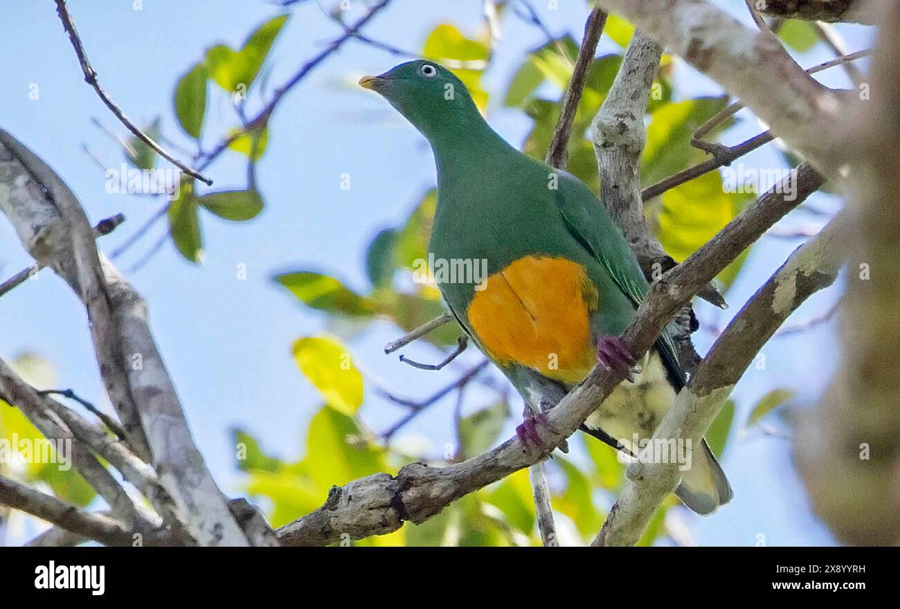 Orange bellied fruit doves hi-res stock photography and images - Alamy