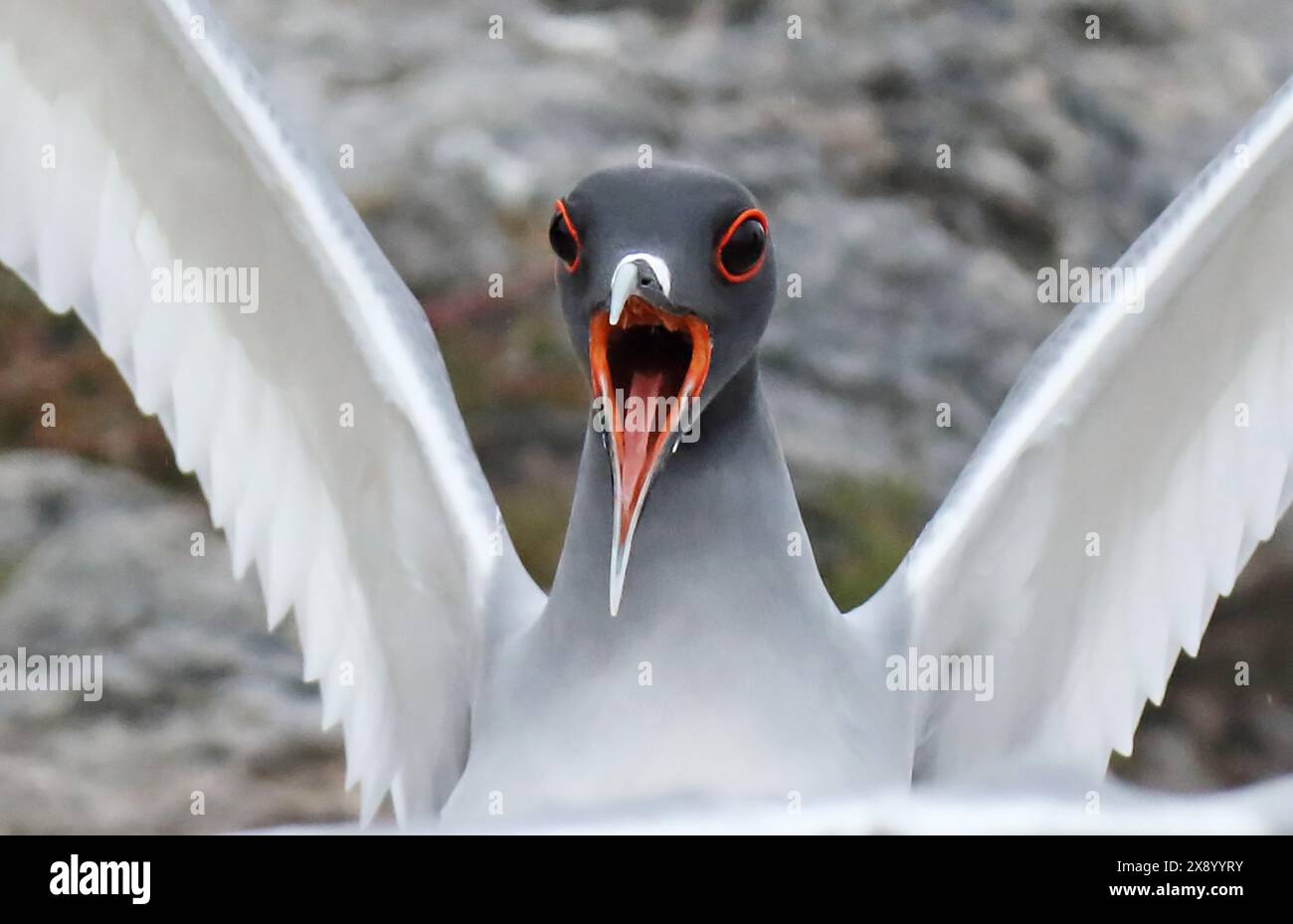 Swallow-tailed Gull (Creagrus furcatus), sits on a rock, flaps its ...