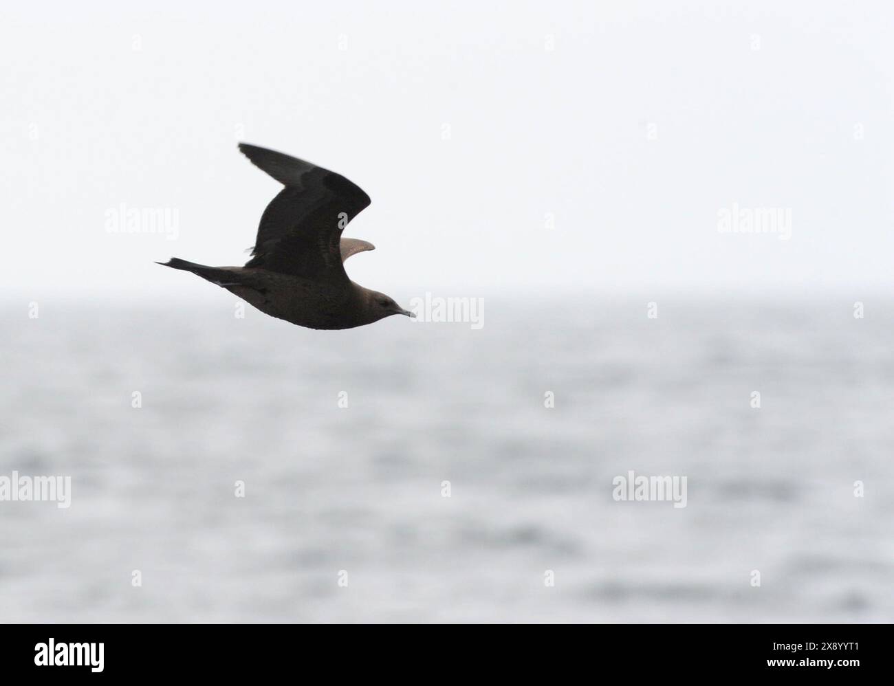 Parasitic Jaeger, Arctic Skua, Parasitic Skua (Stercorarius parasiticus ...