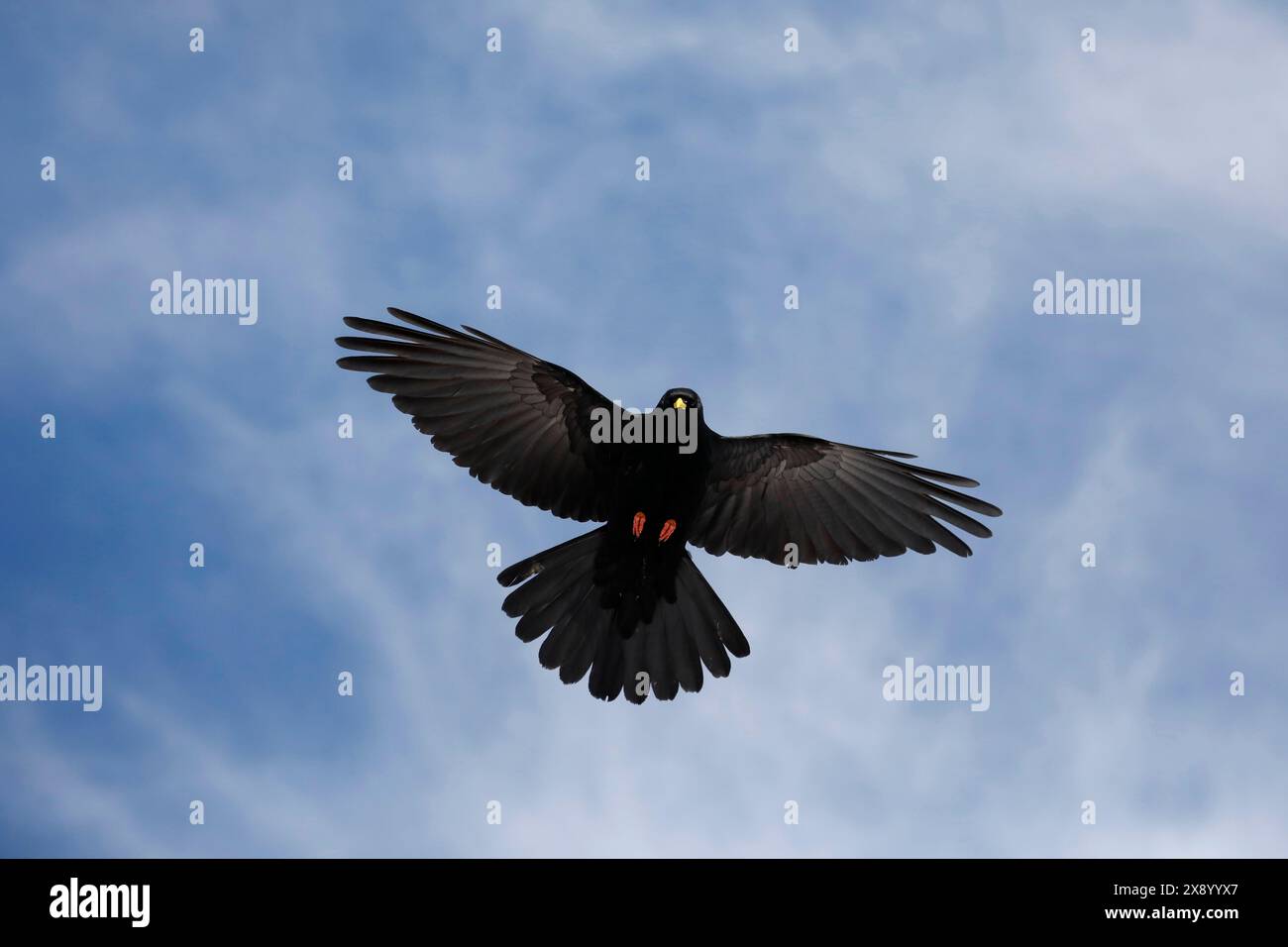 alpine chough, yellow-billed chough (Pyrrhocorax graculus), in flight ...