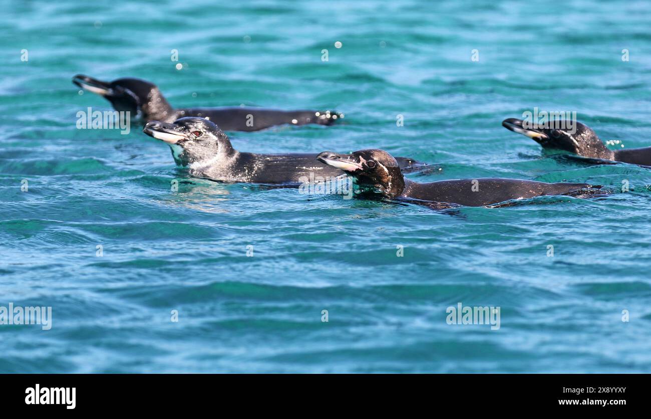 Galapagos penguin (Spheniscus mendiculus), four Galapagos Penguins swimming in the ocean off the ...