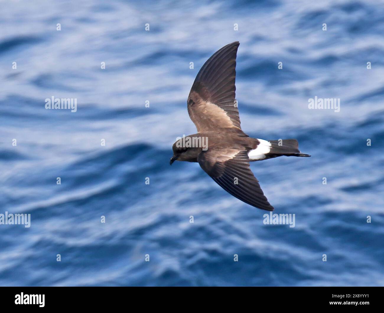 Elliot's storm petrel (Oceanites gracilis), in flight over the sea ...