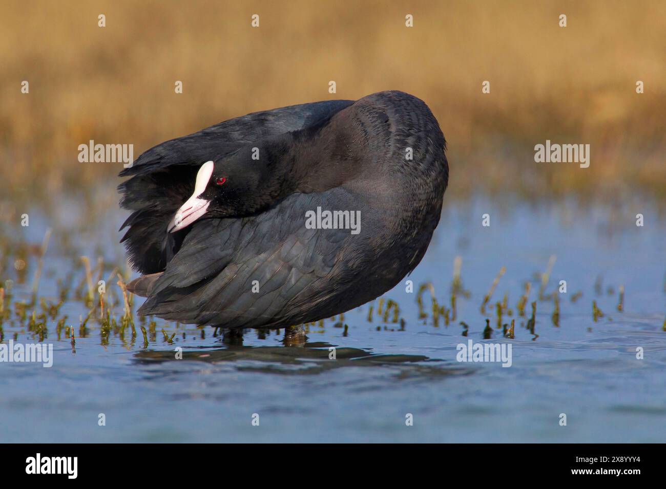 black coot, Eurasian coot, common coot (Fulica atra), stands grooming ...