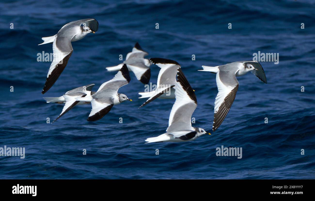 sabine's gull (Xema sabini), flock of gulls migrating, Spain, Bay of ...