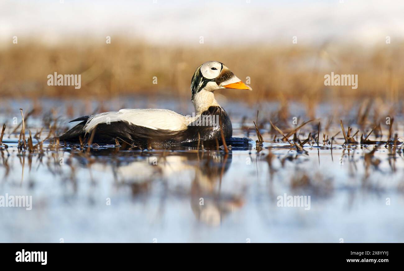 Spectacled eider somateria fischeri male hi-res stock photography and ...