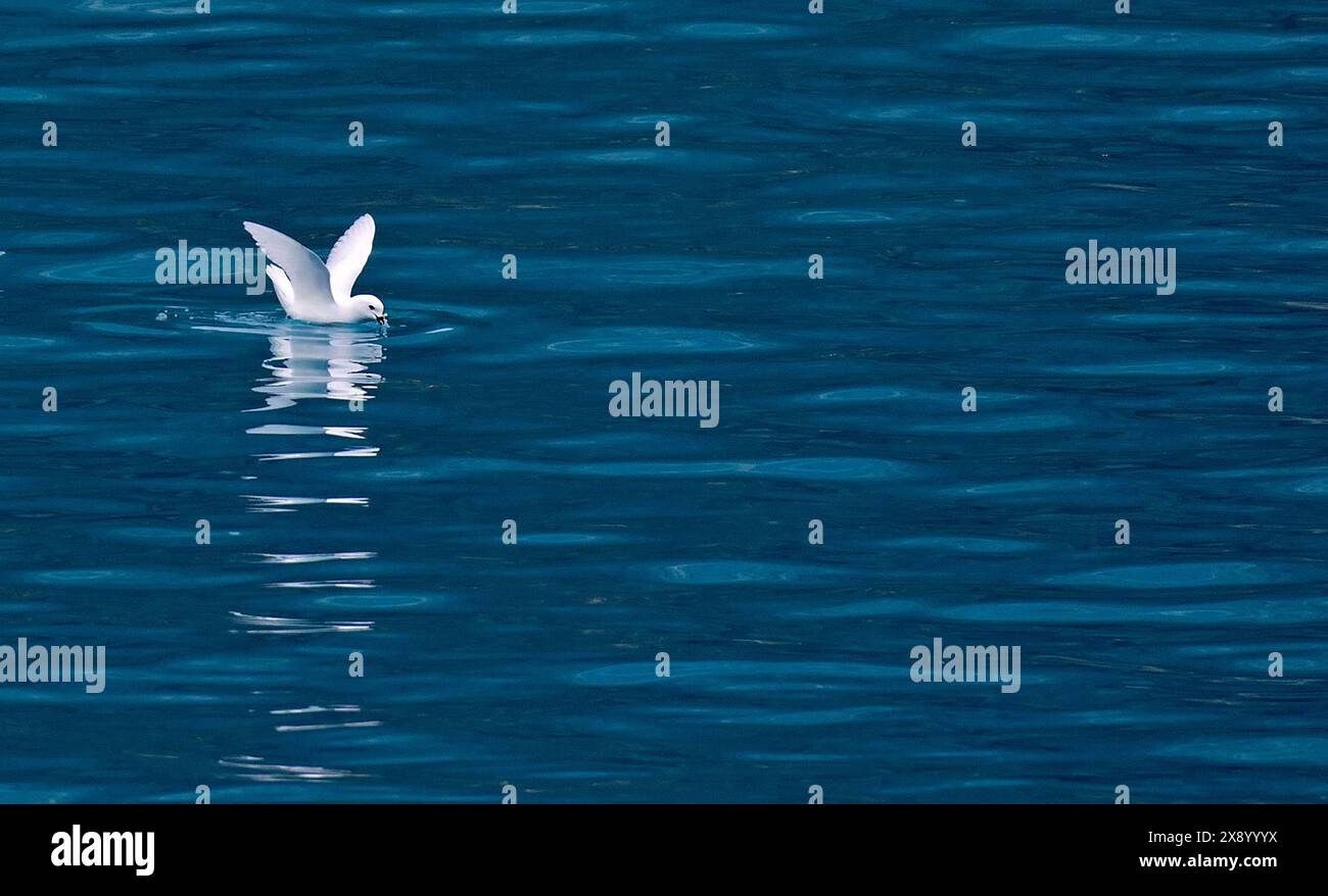 snow petrel (Pagodroma nivea), hunting in the water, Antarctica Stock ...