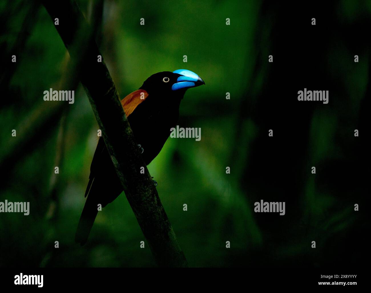 helmet bird (Euryceros prevostii), male in dark understory of tropical ...