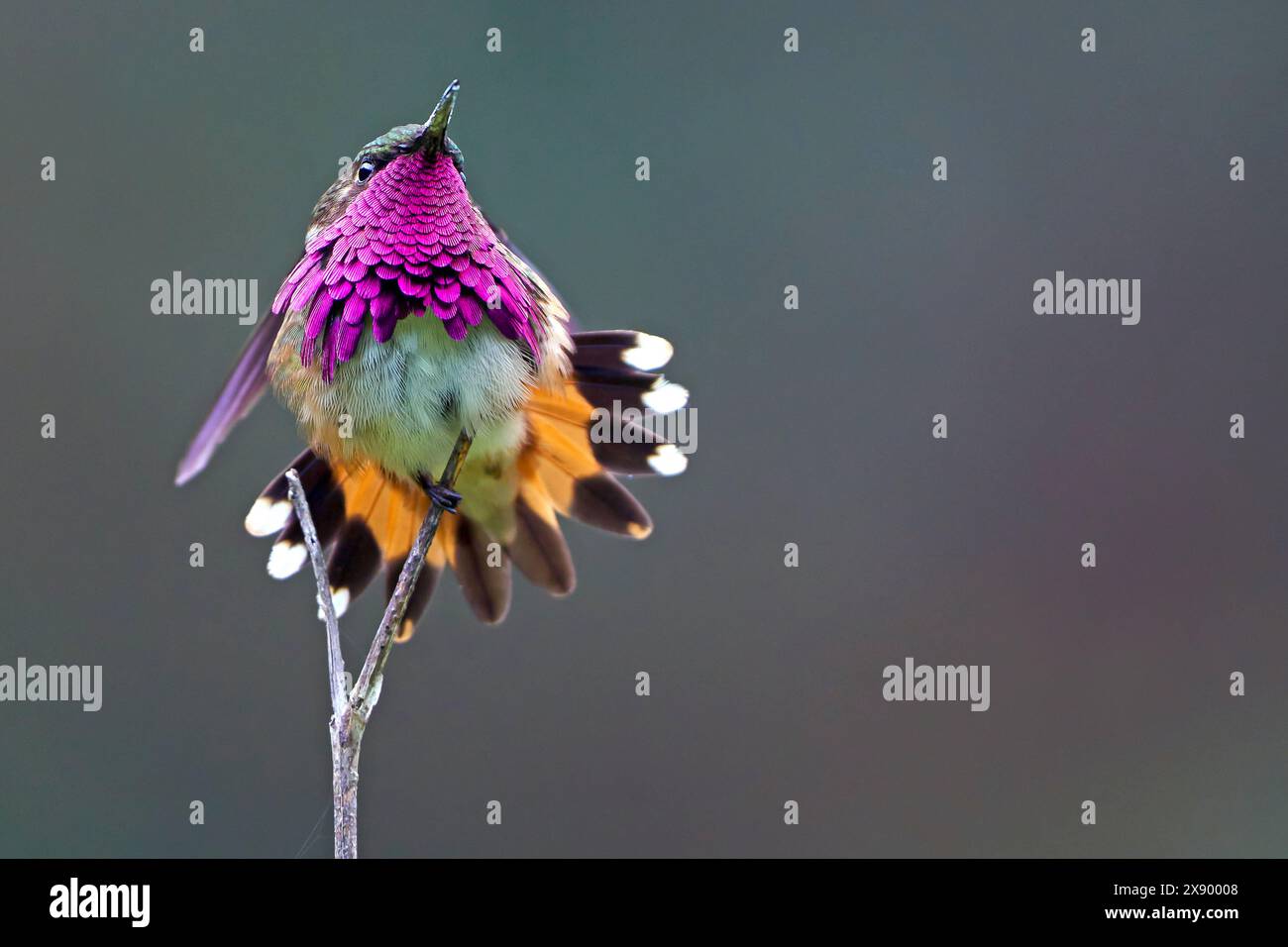 Atthis ellioti hi-res stock photography and images - Alamy